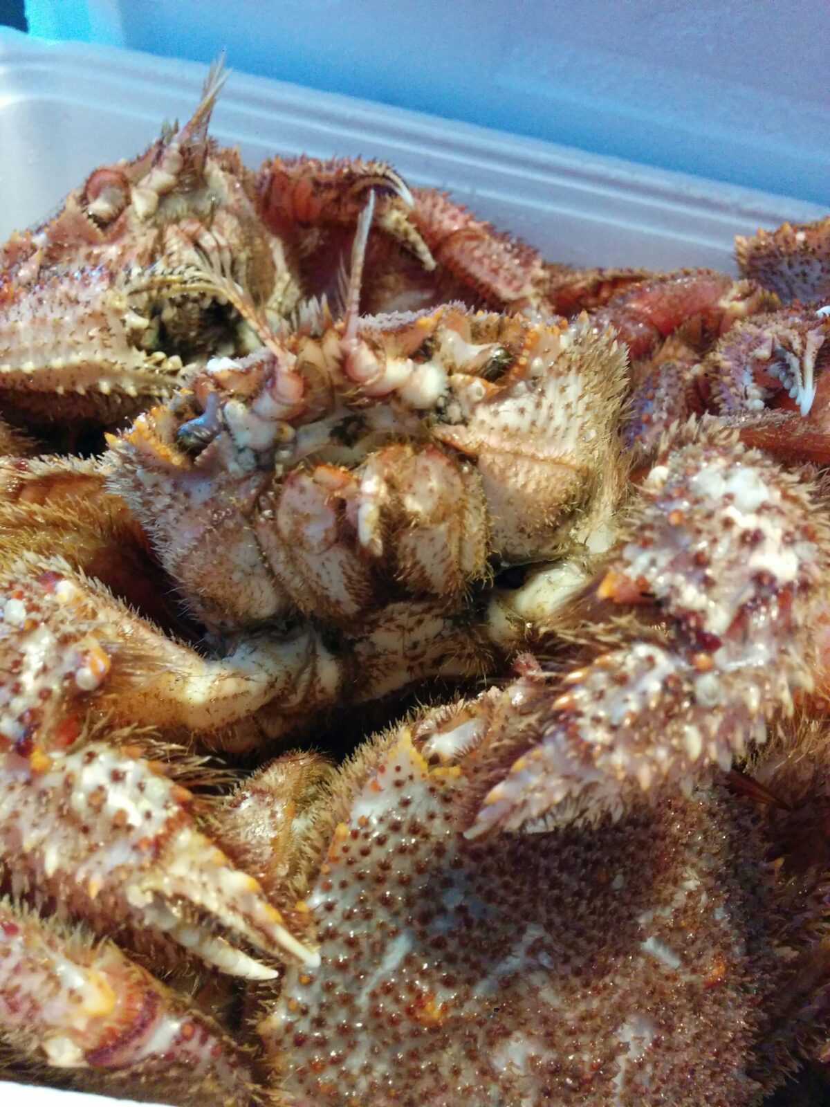 『活毛ガニ』です。【北海道襟裳産】 - 北海道の貸切チャーター・送迎・専用車を手配 - 北海道TAXIトラベル株式会社